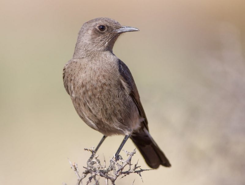 Birding Namibia, Botswana, Zambia - World Bird Traveler