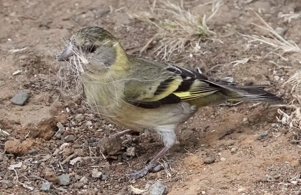 Birding Chile - World Bird Traveler