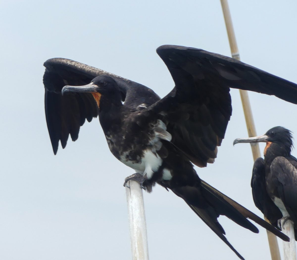 Birding Indonesia - World Bird Traveler
