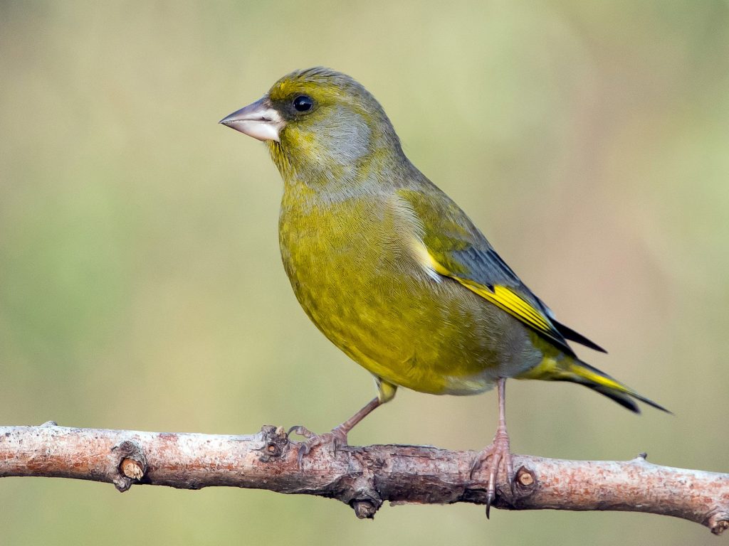 Birding England & Scotland - World Bird Traveler