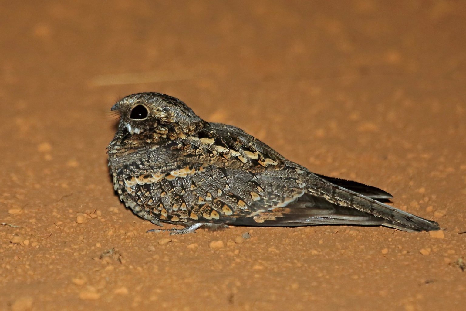 Birding South Africa - World Bird Traveler