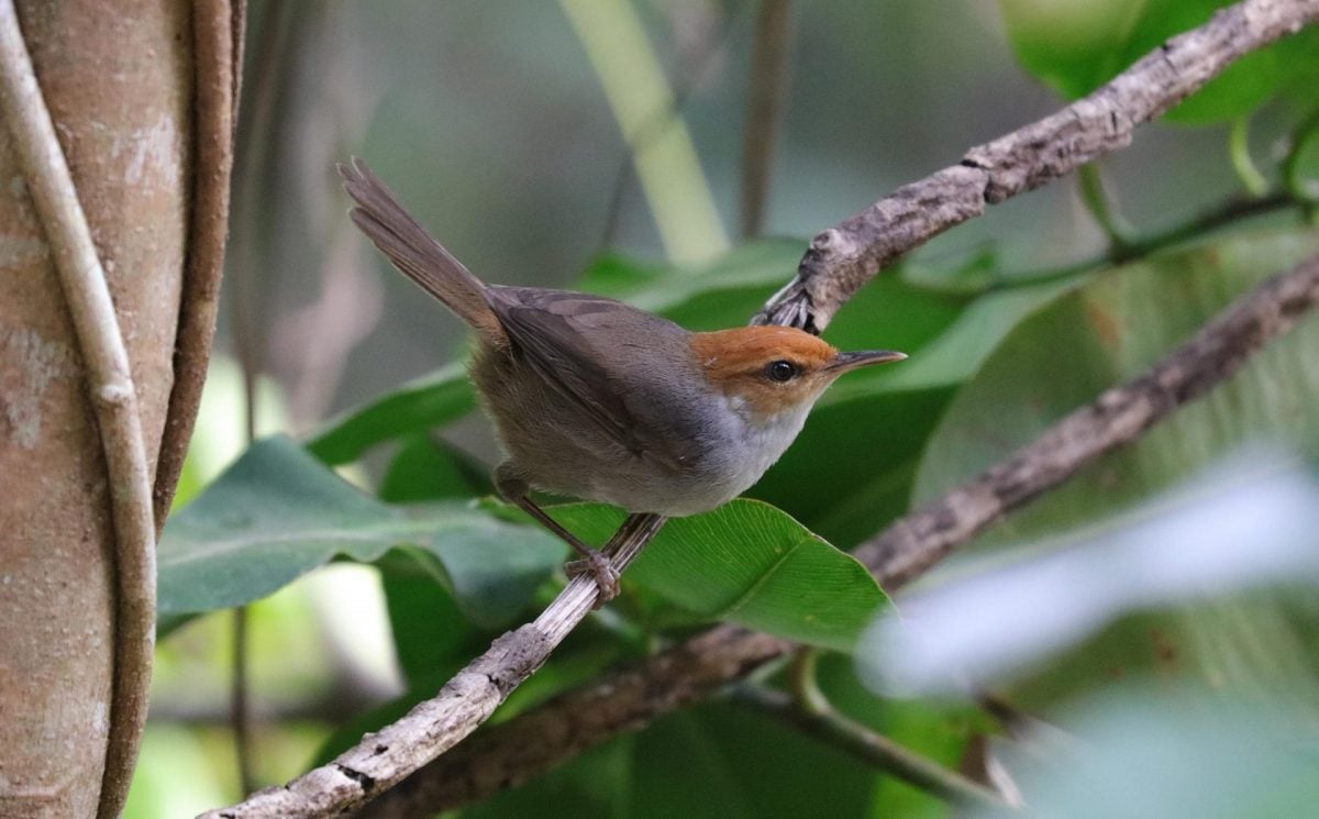 Birding Fiji - World Bird Traveler
