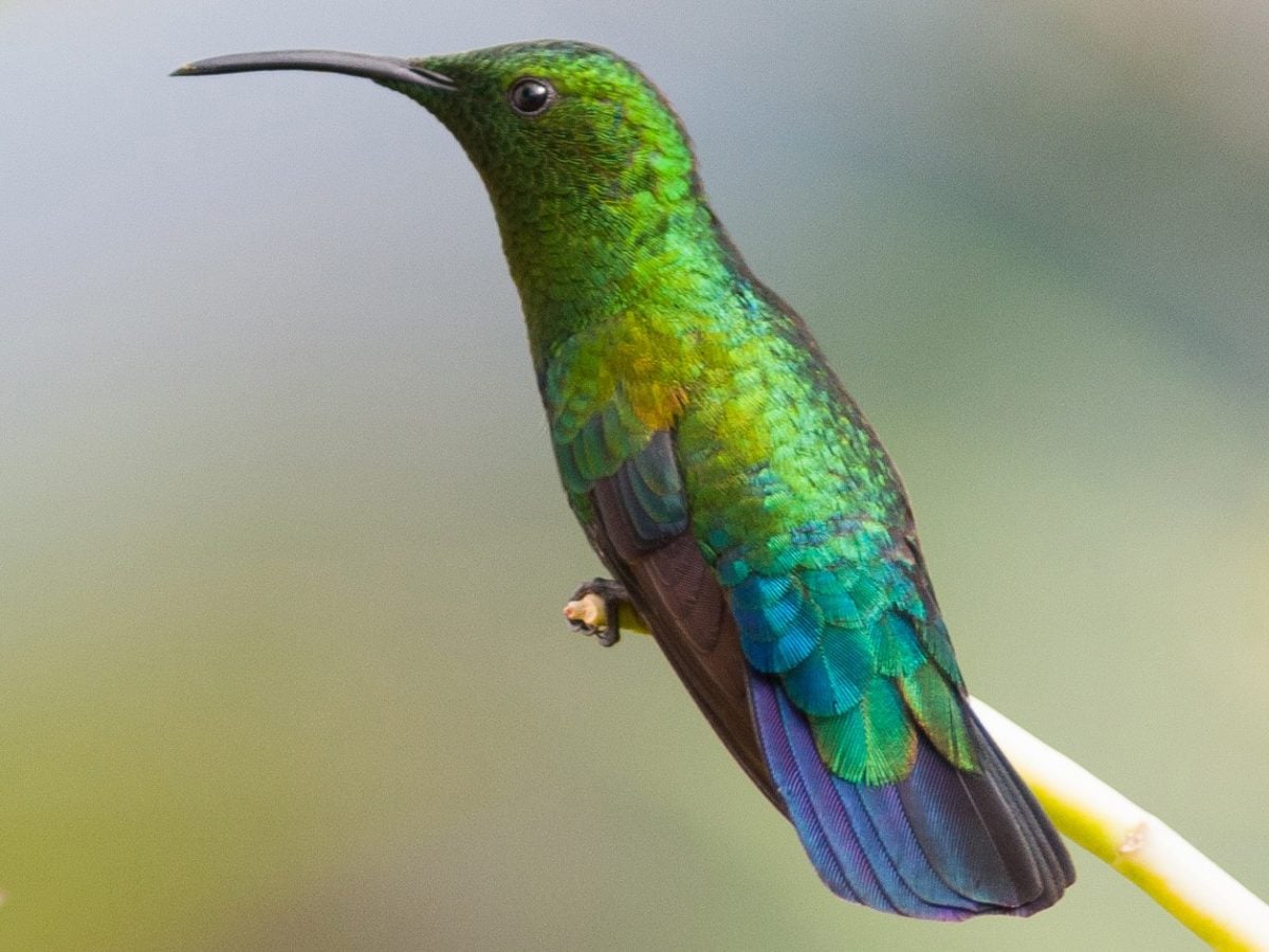 Birding Puerto Rico - World Bird Traveler