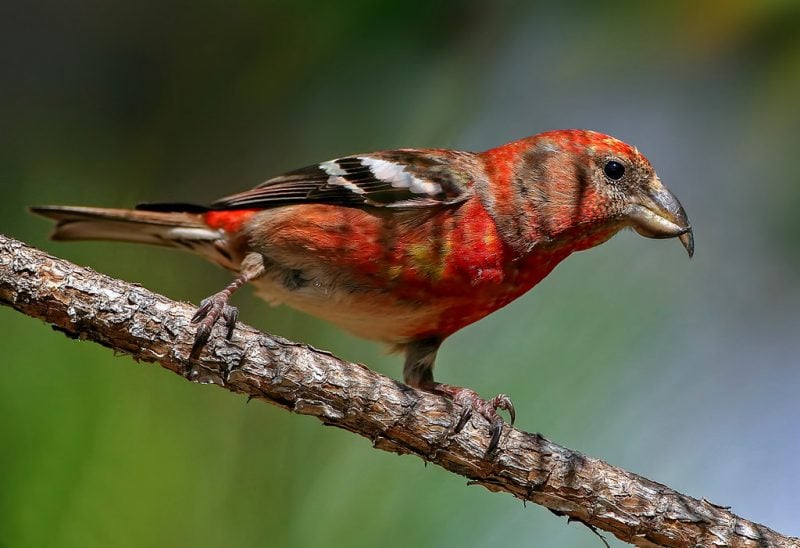 Birding Dominican Republic - World Bird Traveler