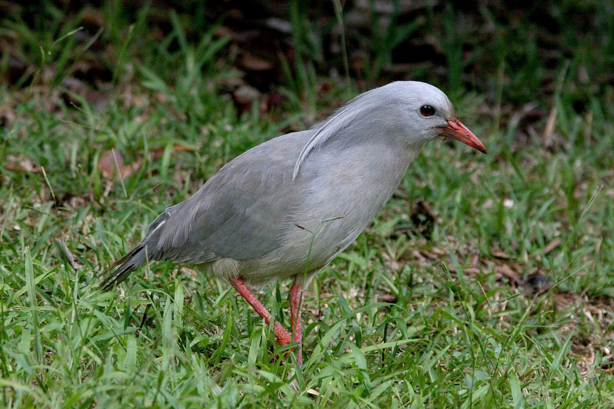 Birding New Caledonia - World Bird Traveler