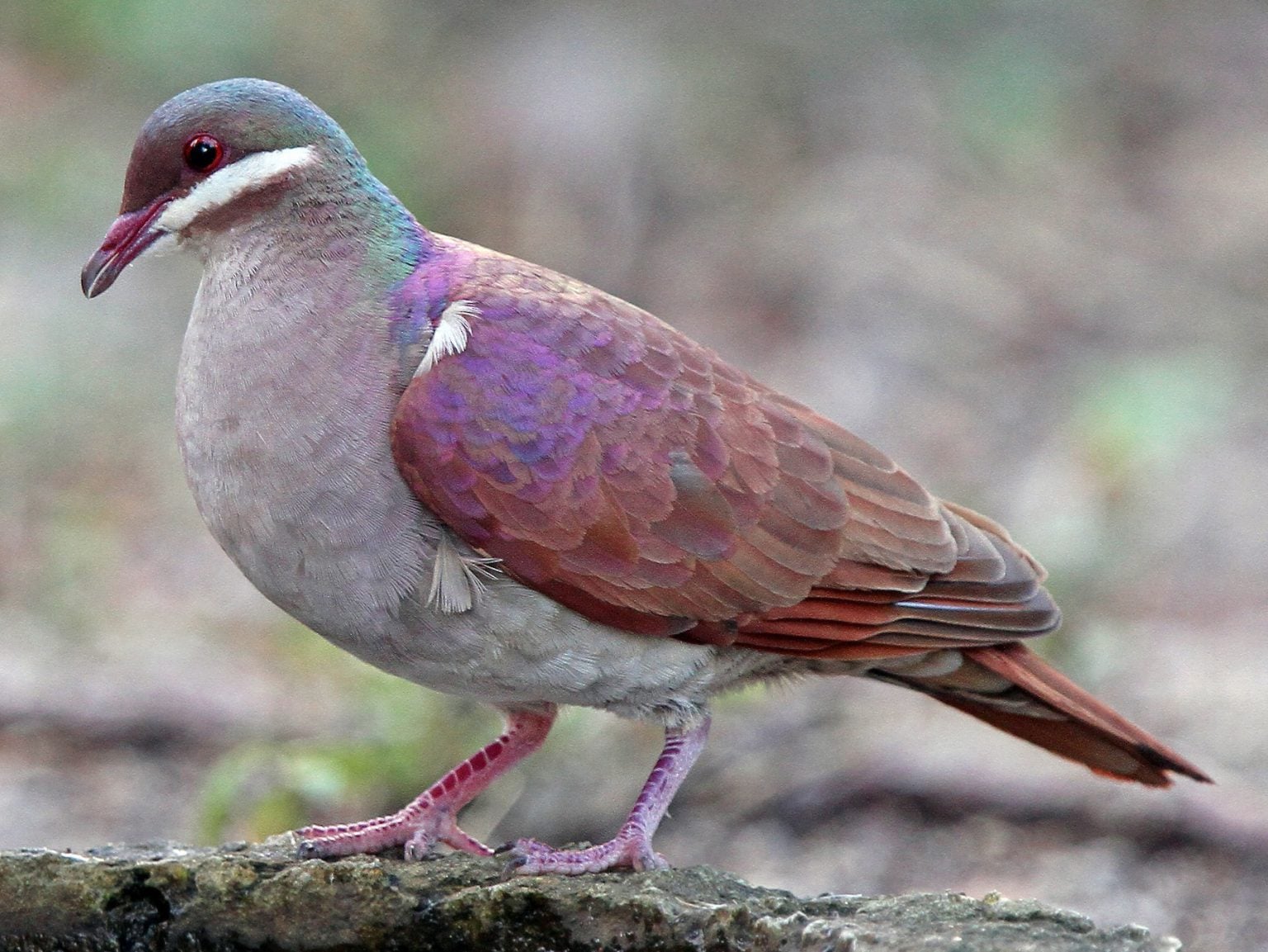 Birding Dominican Republic - World Bird Traveler