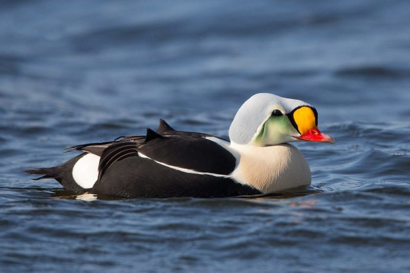 Birding Norway & Svalbard - World Bird Traveler