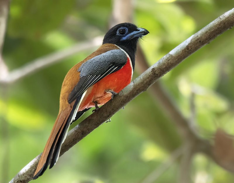 Birding India (Western Ghats) - World Bird Traveler