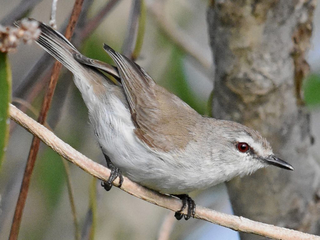 Birding Brisbane - World Bird Traveler