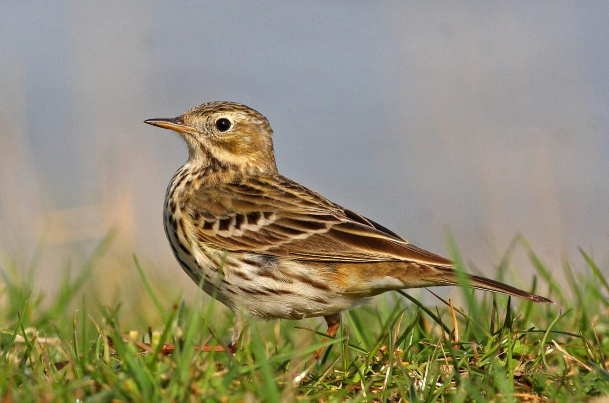 Birding England & Scotland - World Bird Traveler