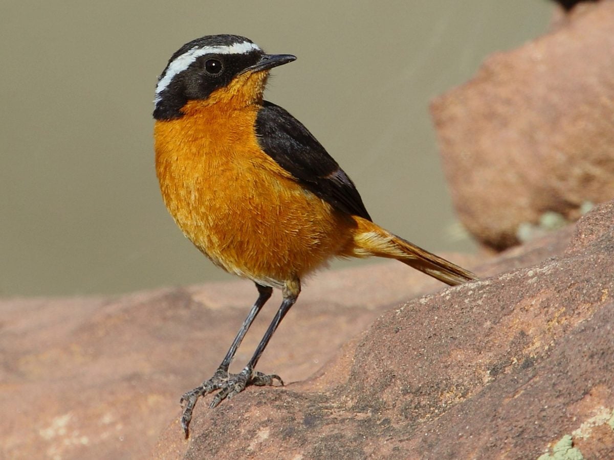 Birding Morocco - World Bird Traveler