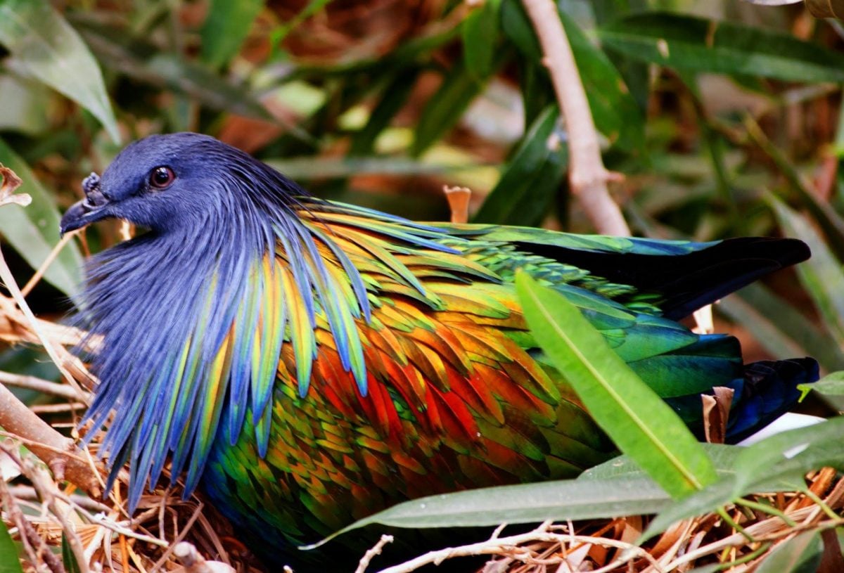 Birding Papua New Guinea (2) - World Bird Traveler