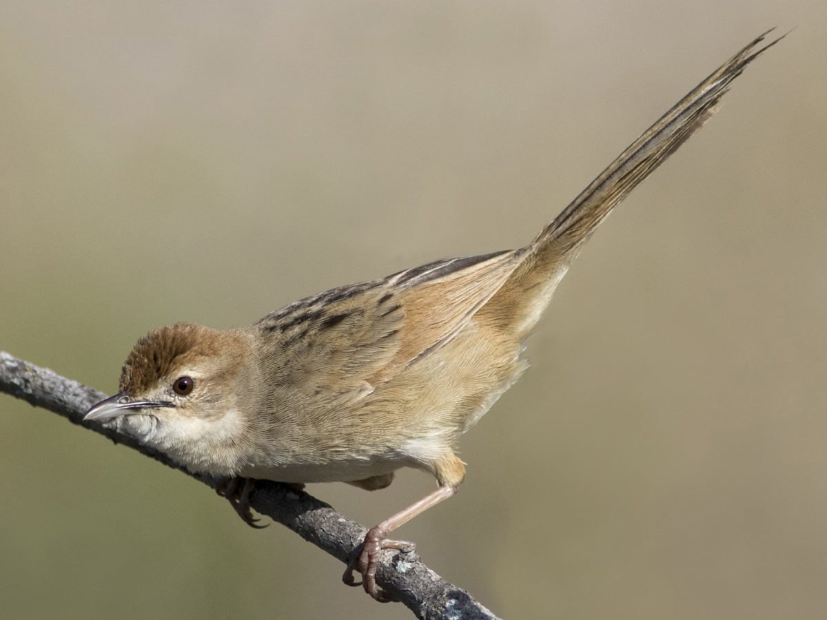 Birding Papua New Guinea - World Bird Traveler