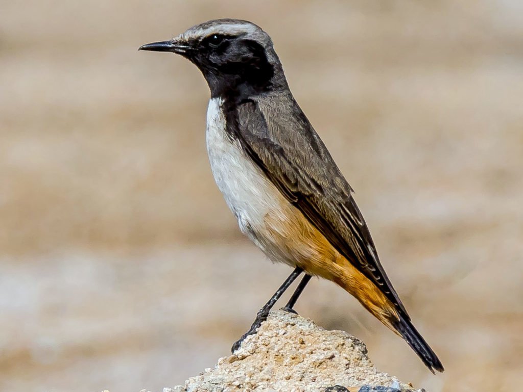 Birding United Arab Emirates - World Bird Traveler