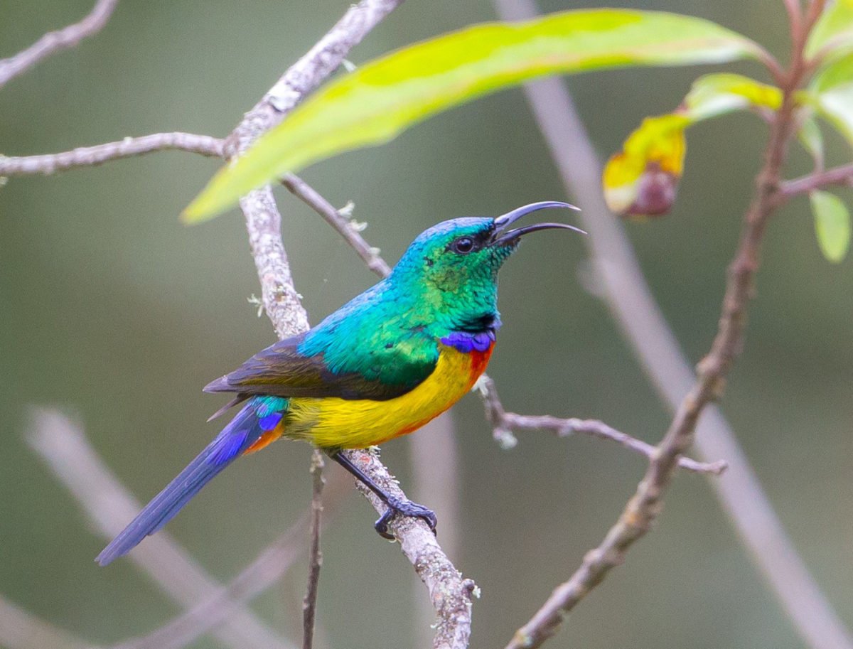 Birding Uganda - World Bird Traveler