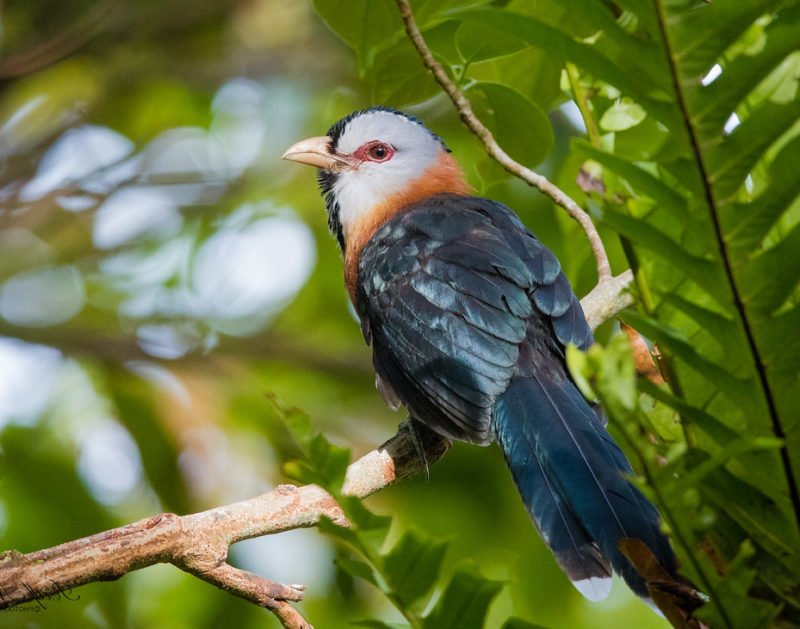 Birding Philippines - World Bird Traveler