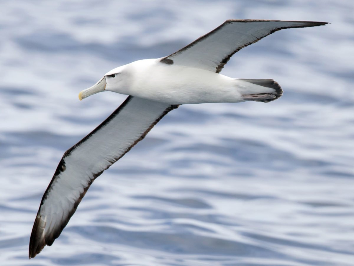 Birding South Africa - World Bird Traveler