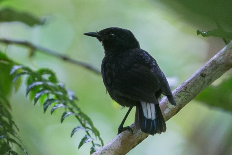 Birding Fiji - World Bird Traveler
