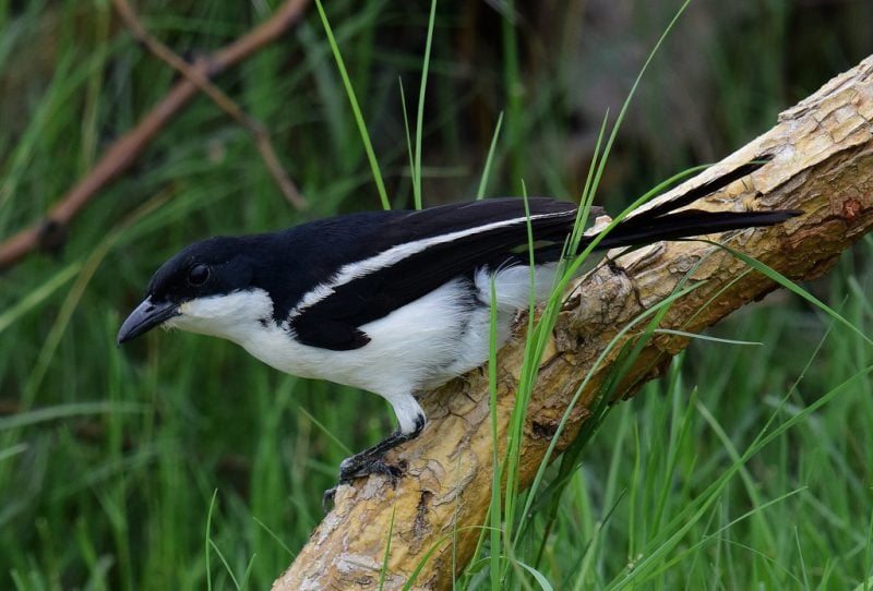 Birding Namibia, Botswana, Zambia - World Bird Traveler